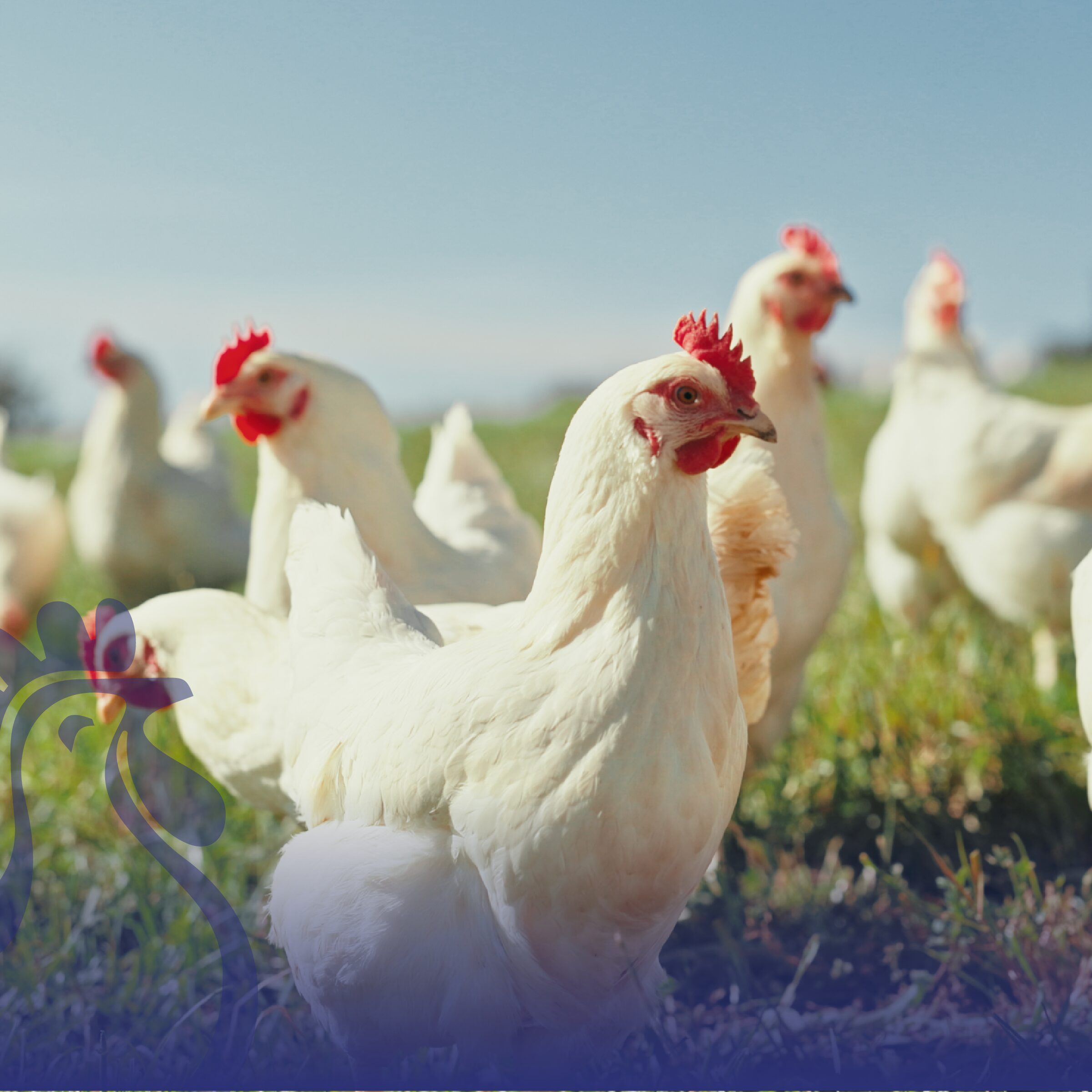 Leading Fresh Eggs Exporter & Poultry Supplier- Noor Poultry