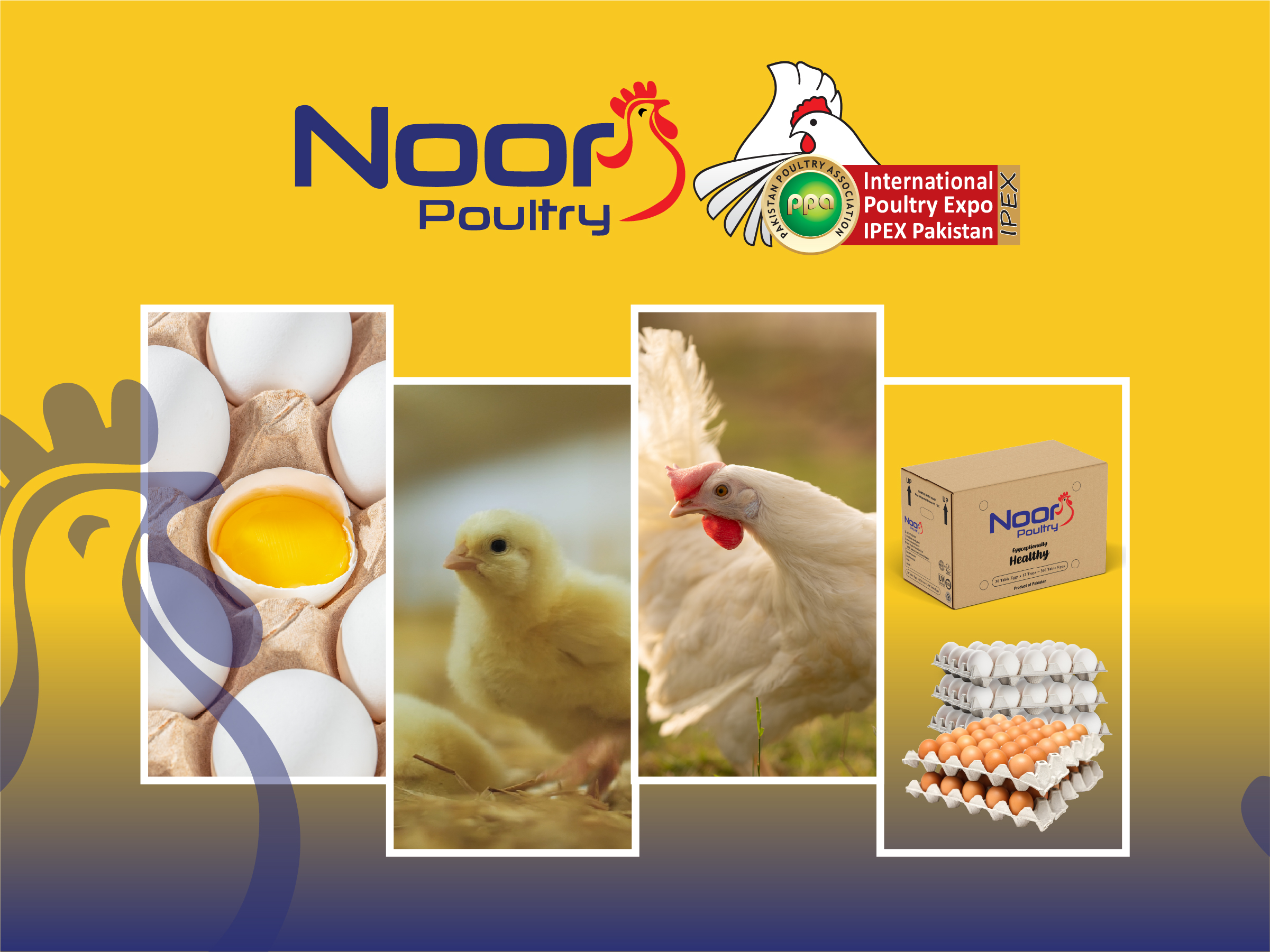 Noor Poultry – Leading Fresh Eggs Exporter & Poultry Supplier- Noor Poultry